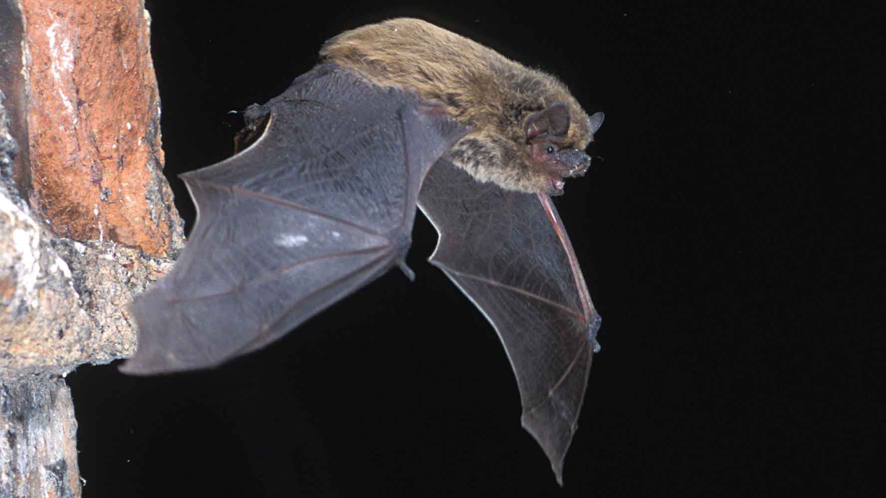 Nachbarin Natur - Fledermäuse – CityNature